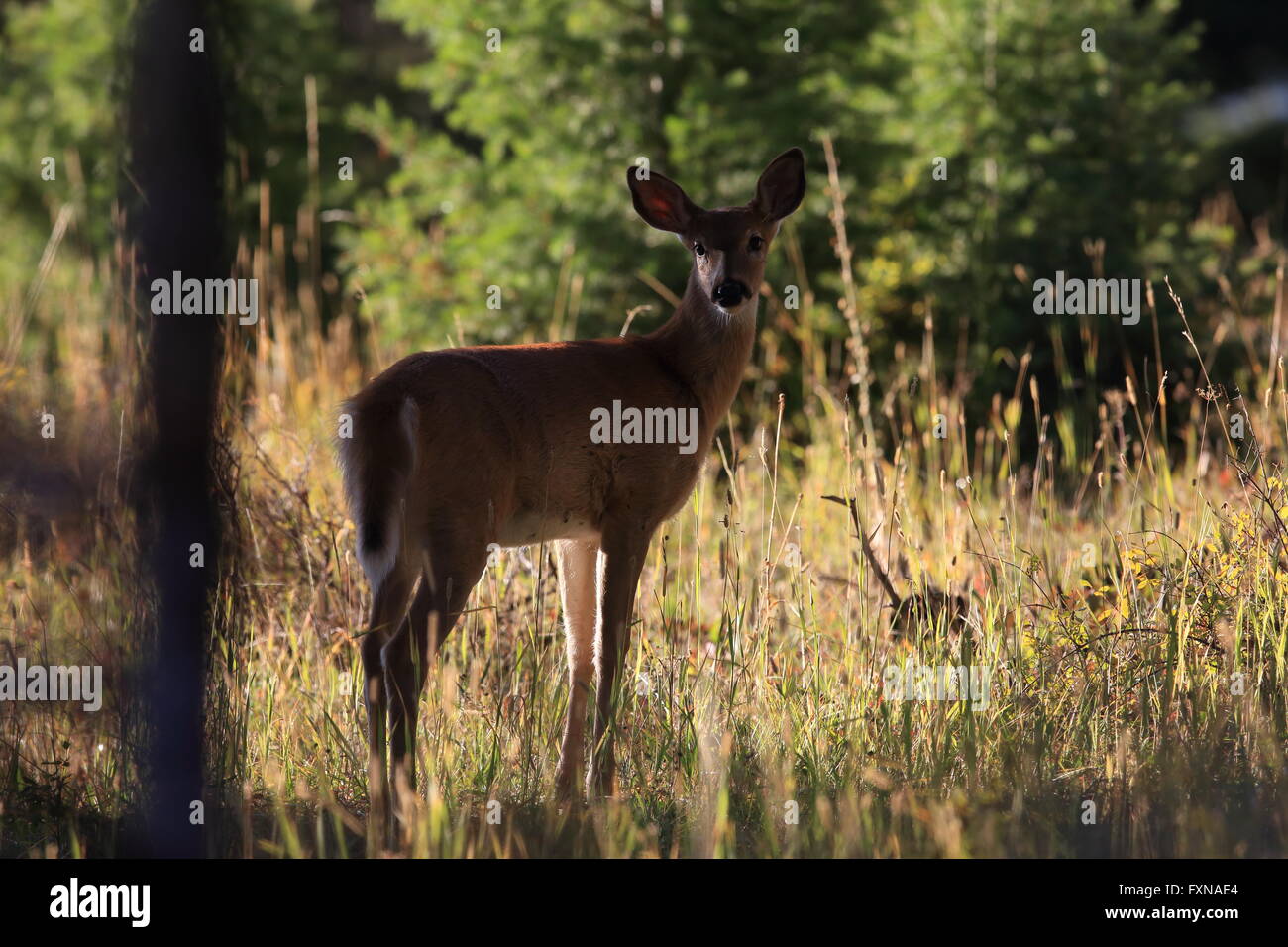 Whitetail Deer Yellowstone National Park Stock Photo - Alamy