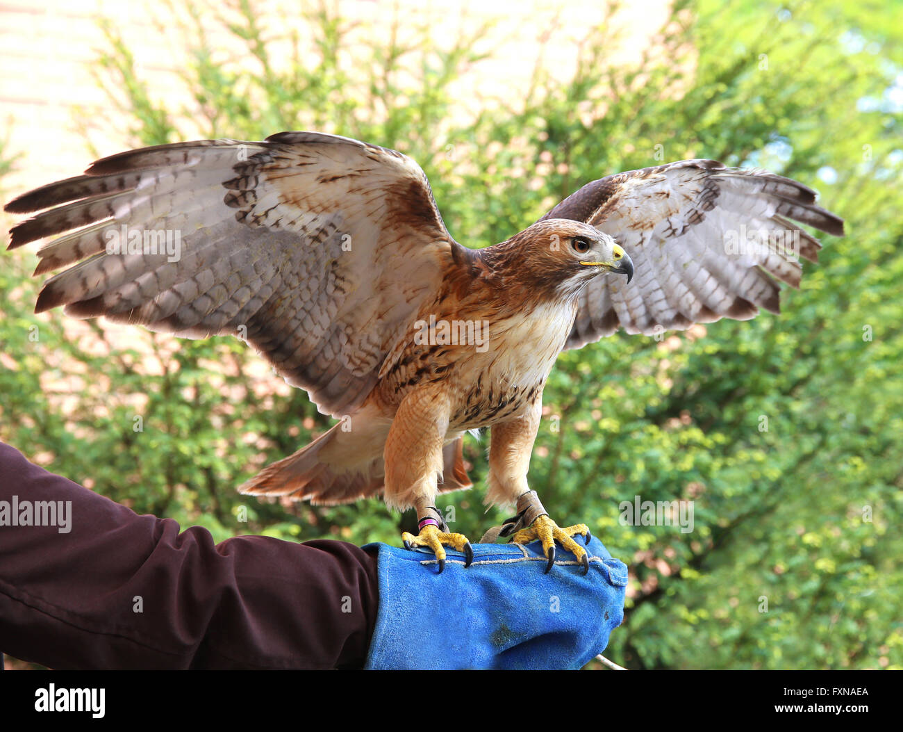 Bird of prey red-tailed hawk known in the United States as chickenhawk ...