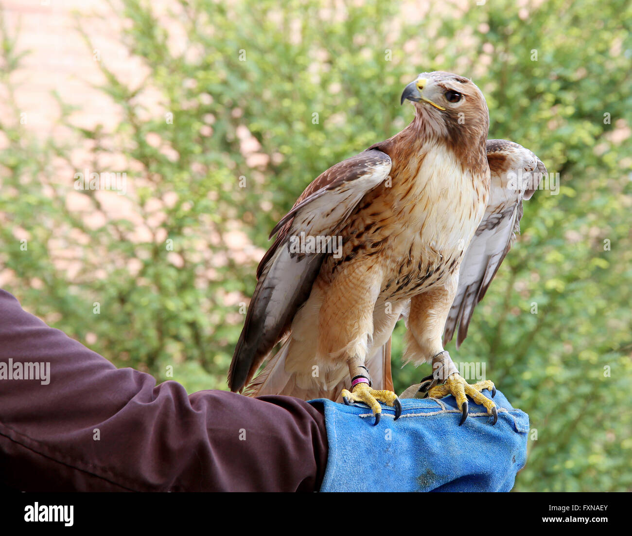 Birdwatcher hawk hi-res stock photography and images - Alamy