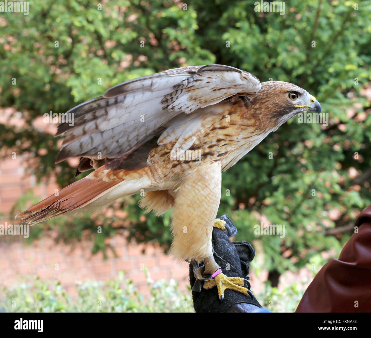 Bird of prey red-tailed hawk known in the United States as chickenhawk ...