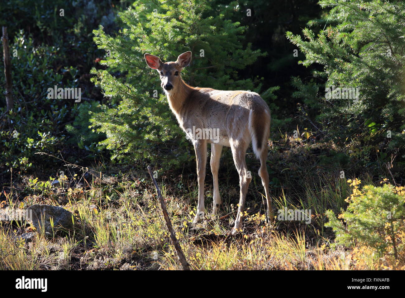 Whitetail Deer Yellowstone National Park Stock Photo - Alamy