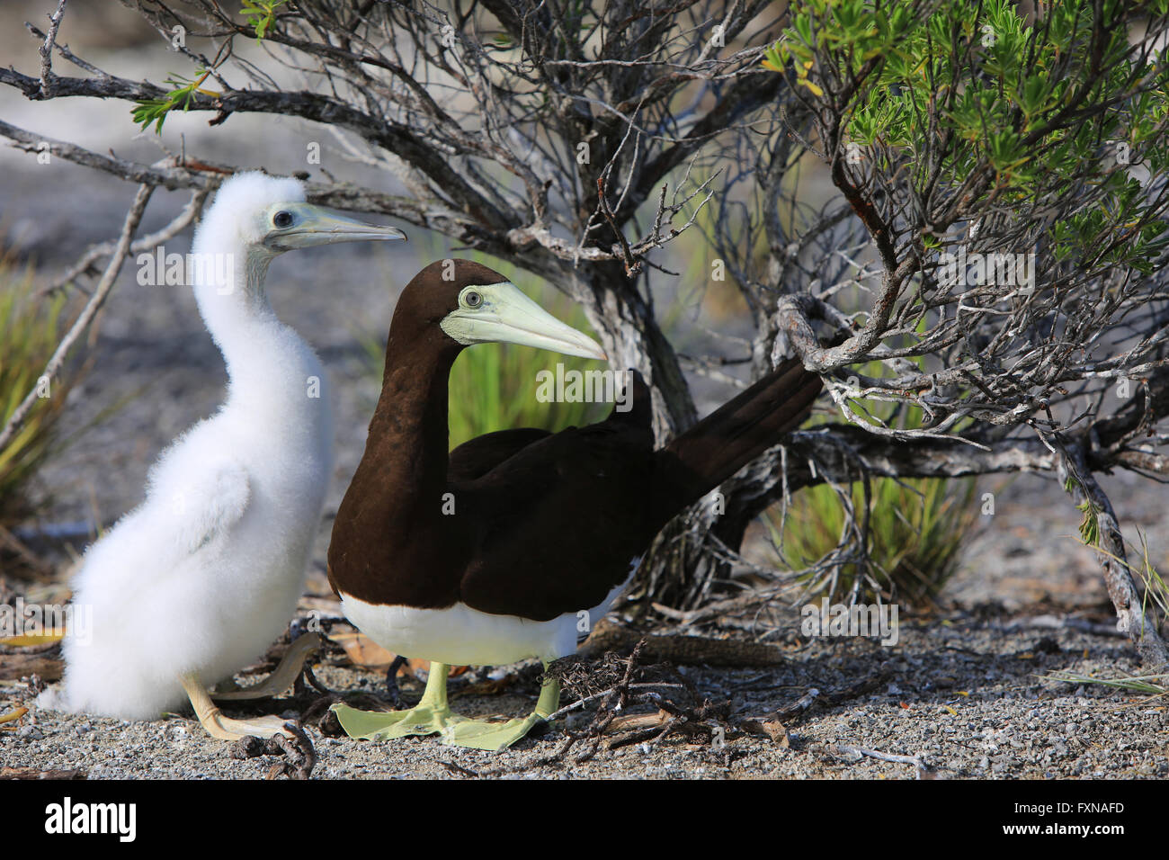 Brown Booby bird with a chick, Christmas Island, Kiribati Stock Photo ...
