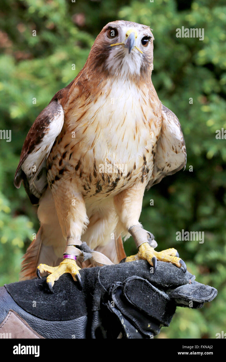 Close up detailed photograph of a red-tailed hawk Stock Photo - Alamy