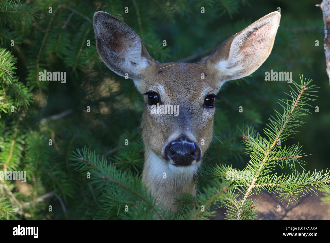 Whitetail Deer Yellowstone National Park Stock Photo - Alamy