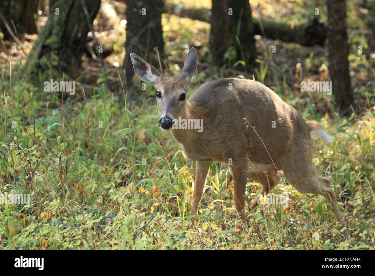 Whitetail Deer Yellowstone National Park Stock Photo - Alamy
