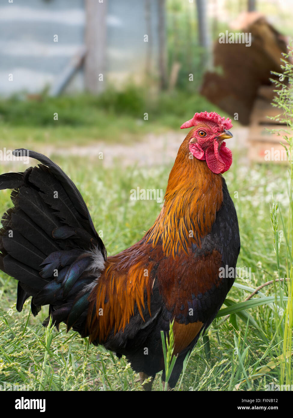 Beautiful bantam cockerel, rooster. Farmanimal outdoors Stock Photo - Alamy