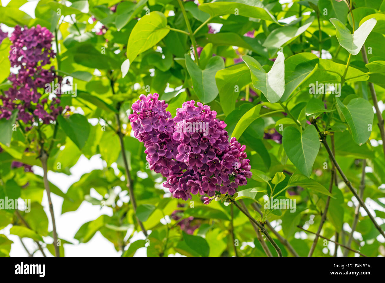 Syringa Vulgaris Lilac Or Common Lilac Stock Photo Alamy