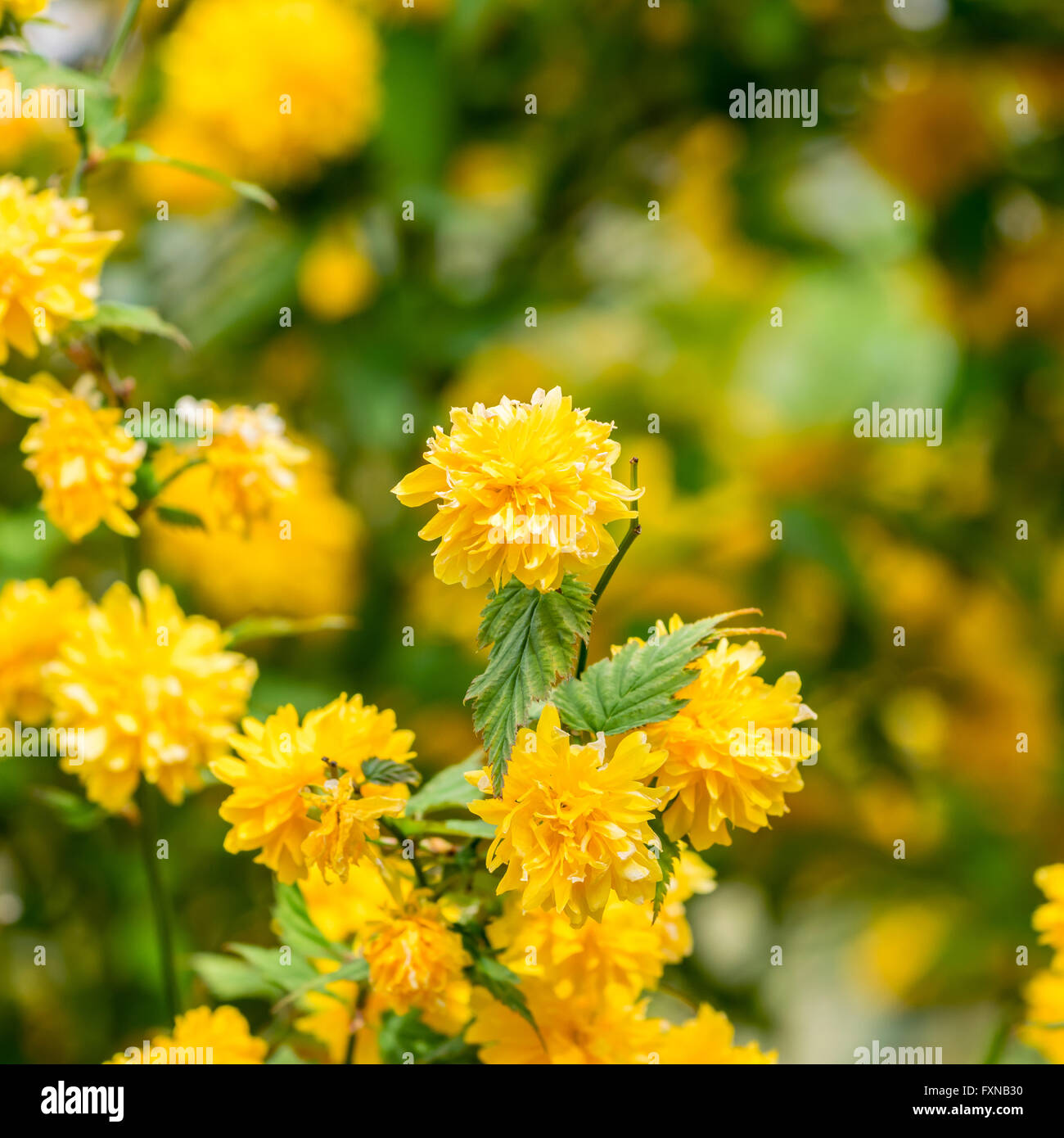 Kerria High Resolution Stock Photography and Images - Alamy