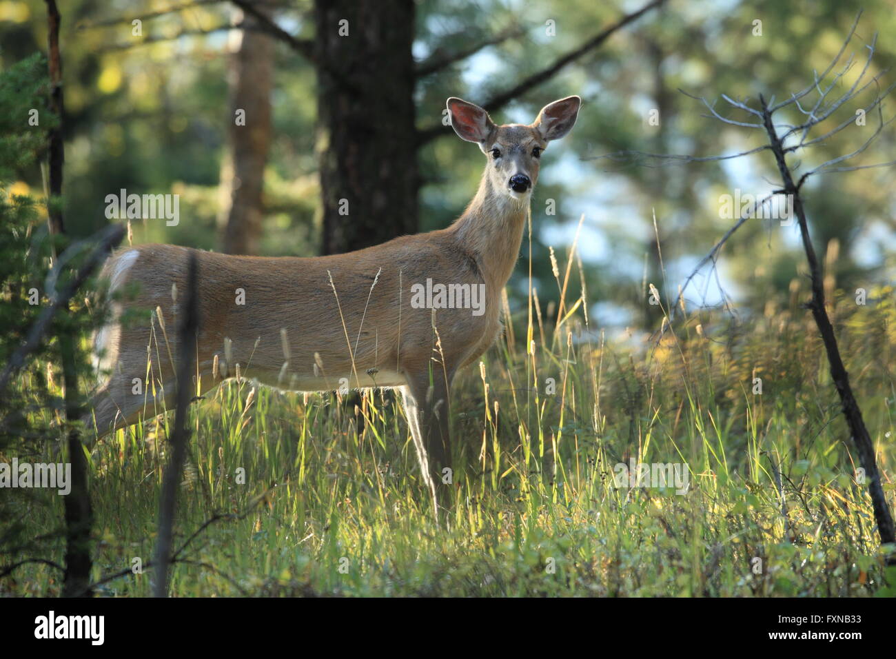 Whitetail Deer Yellowstone National Park Stock Photo - Alamy