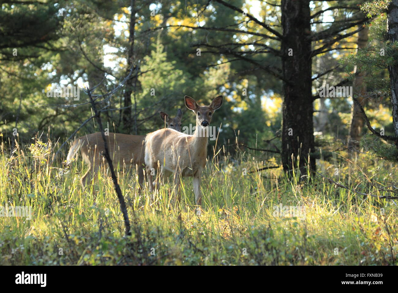 Whitetail Deer Yellowstone National Park Stock Photo - Alamy