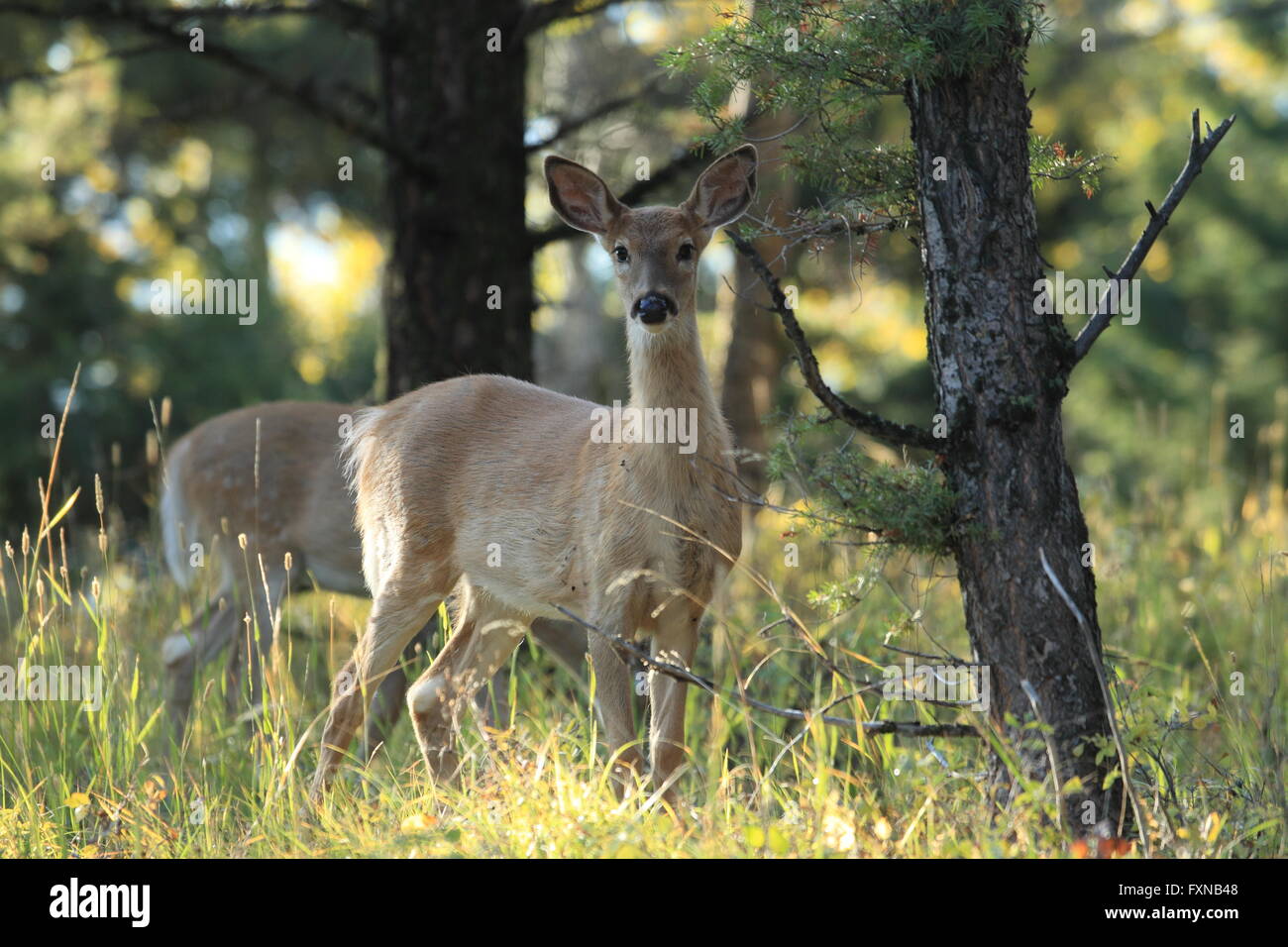 Whitetail Deer Yellowstone National Park Stock Photo - Alamy