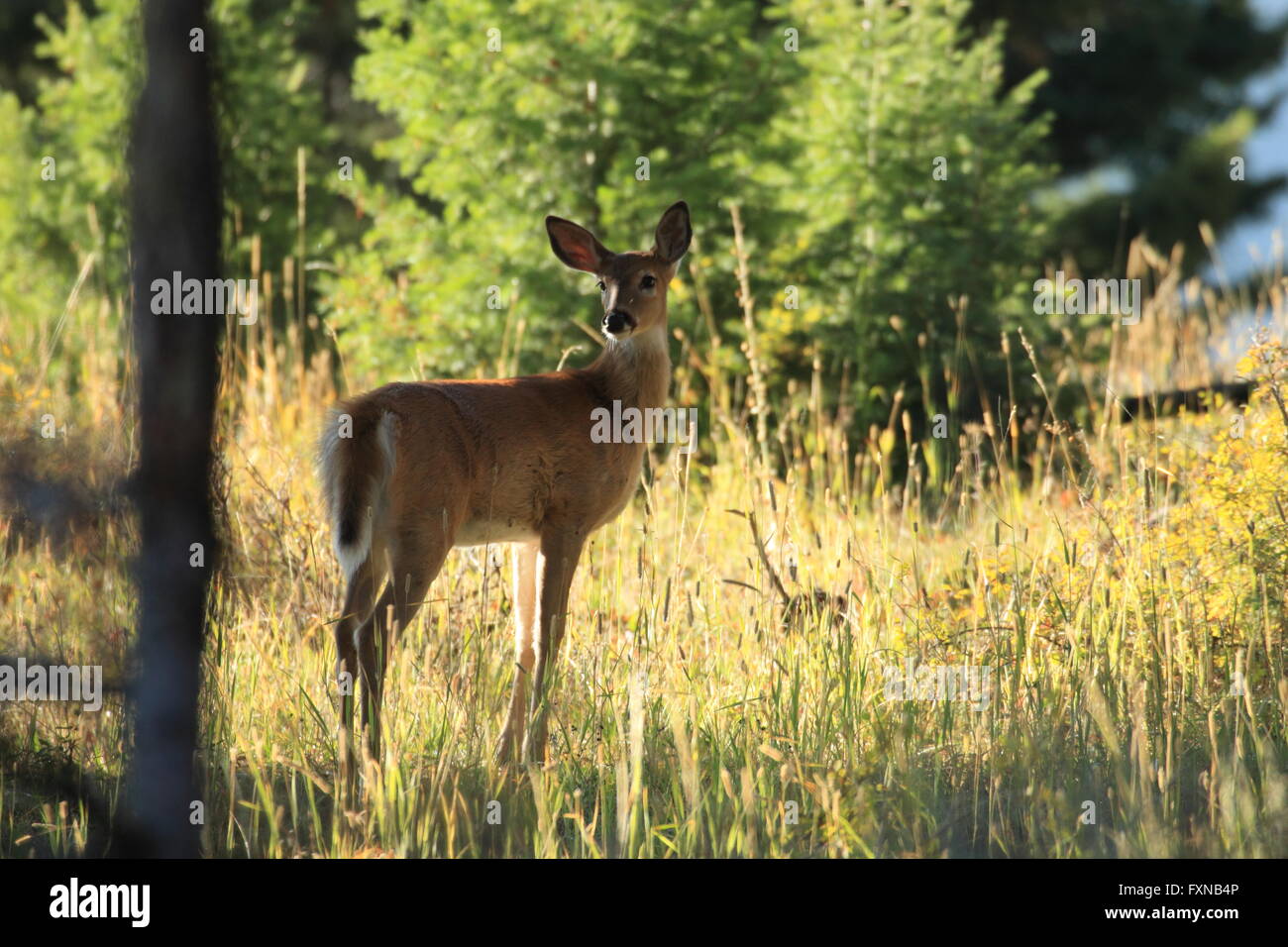 Whitetail Deer Yellowstone National Park Stock Photo - Alamy
