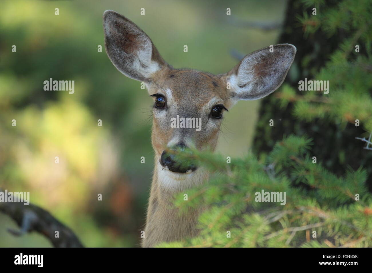 Whitetail Deer Yellowstone National Park Stock Photo - Alamy