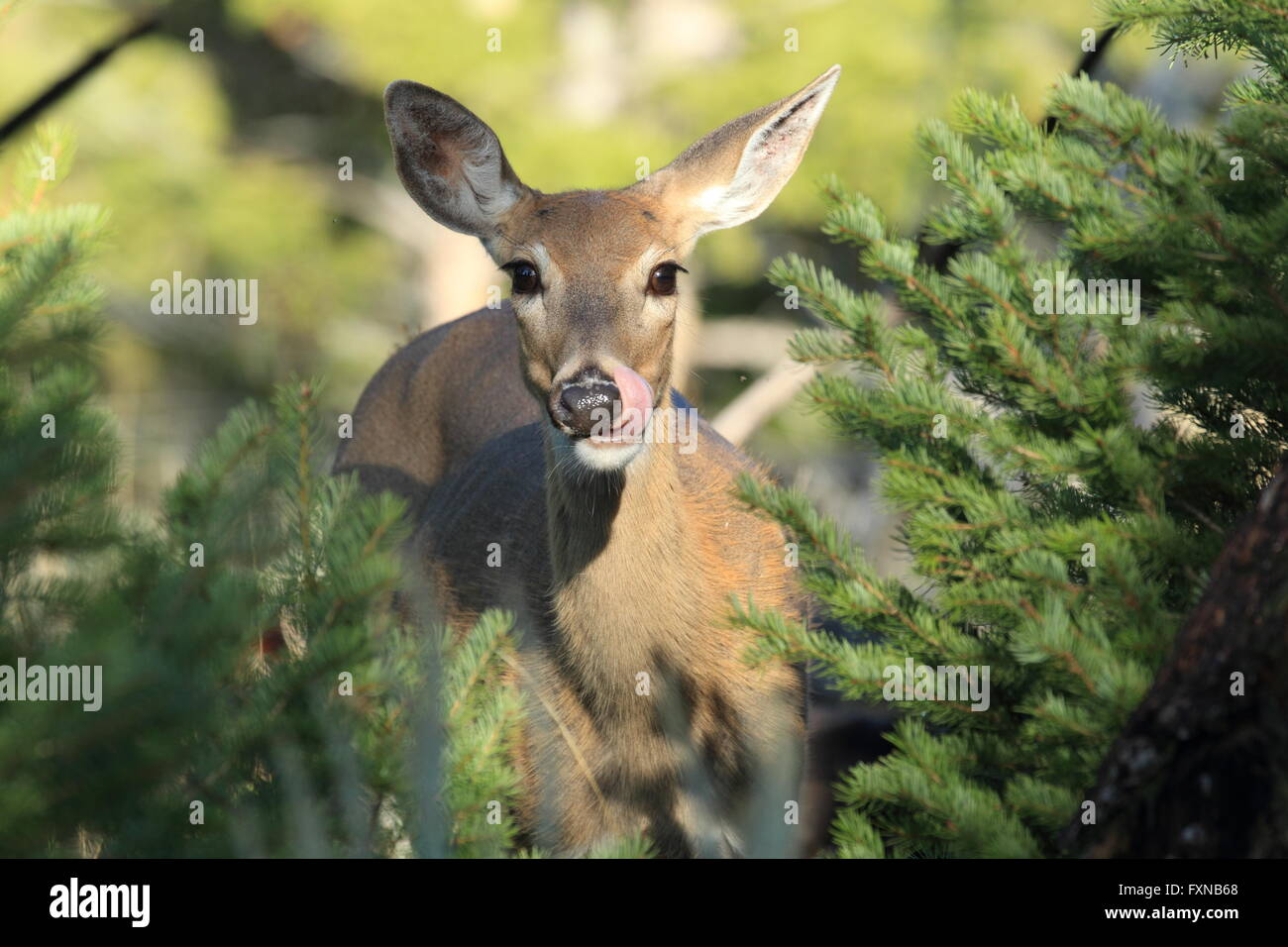 Whitetail Deer Yellowstone National Park Stock Photo - Alamy
