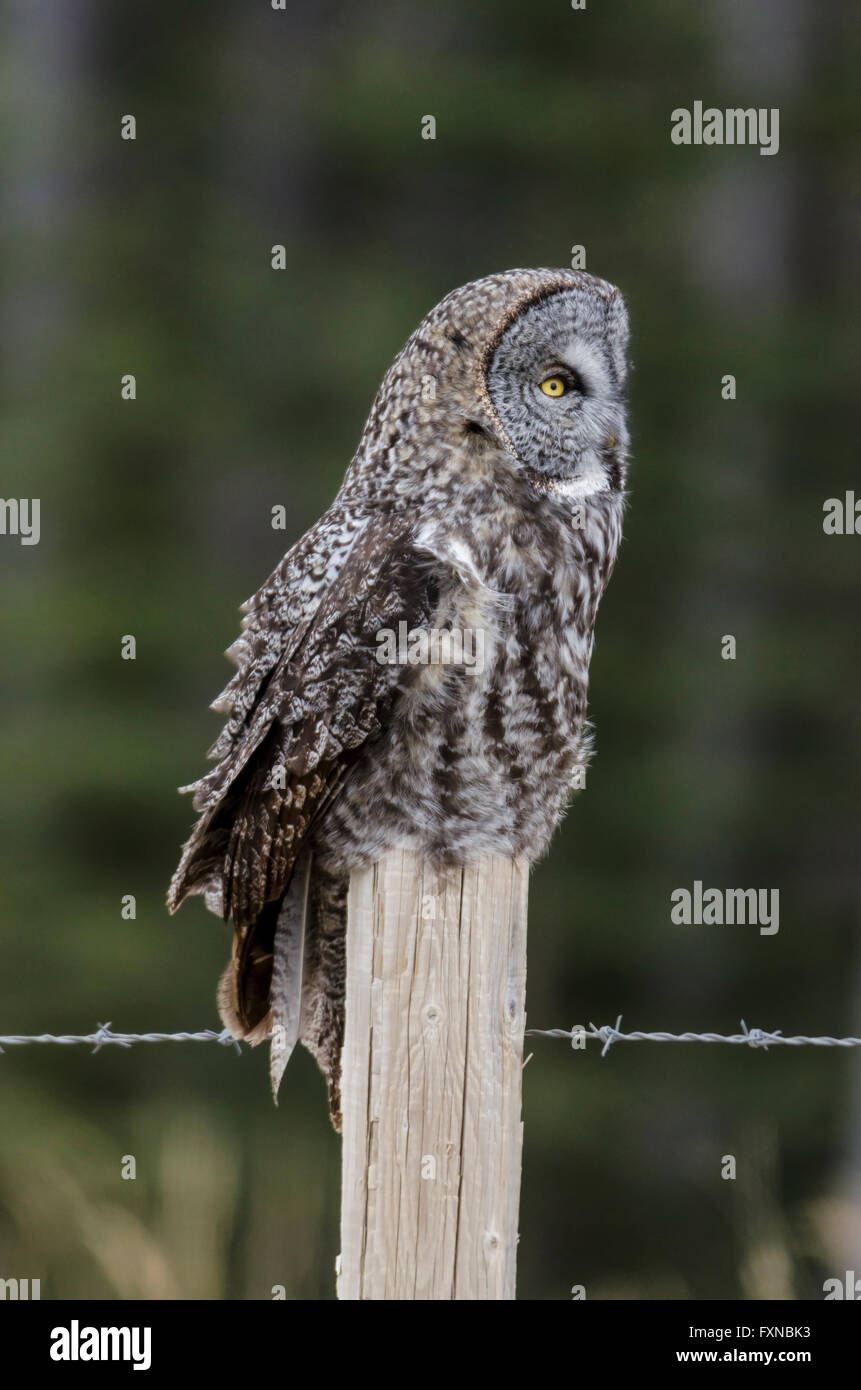 Great Grey Owl on a fence post in the Alberta foothills Stock Photo - Alamy
