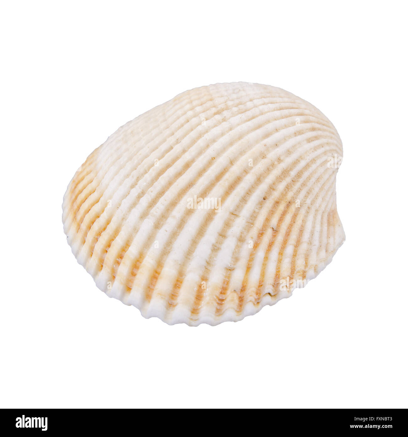 Sea shell isolated over white. Shallow depth of field Stock Photo - Alamy