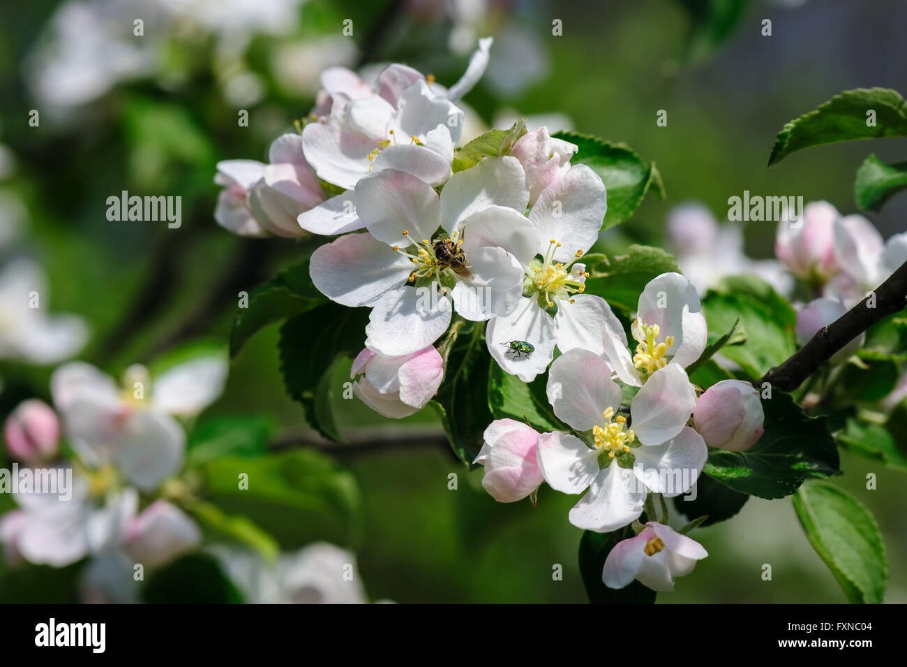 Flower of the apple tree hi-res stock photography and images - Alamy