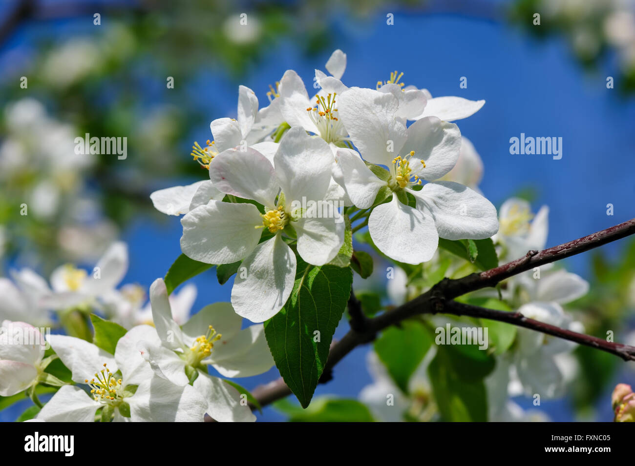 Tree fields of flower hi-res stock photography and images - Alamy