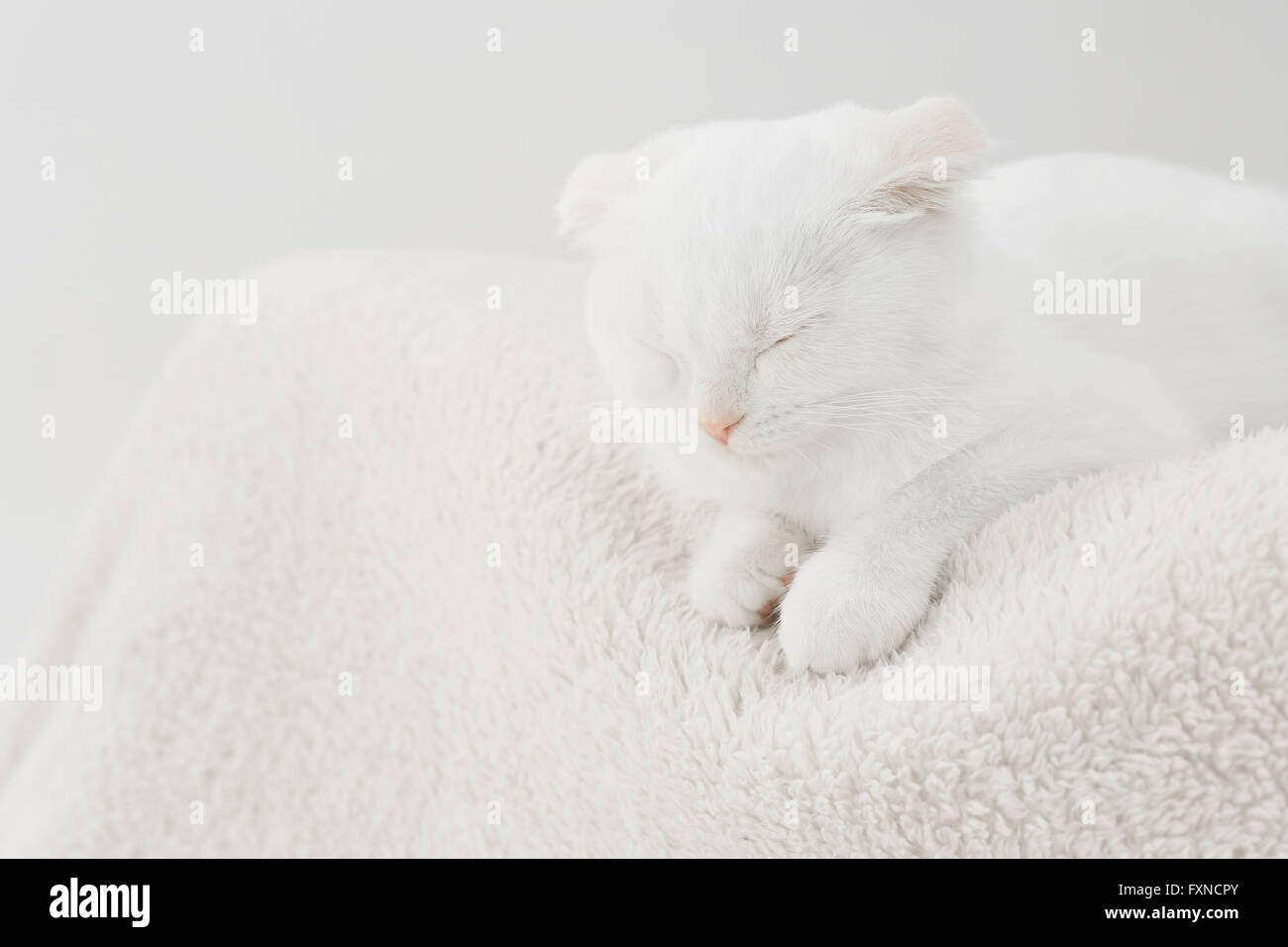 Close up scottish fold hi-res stock photography and images - Alamy