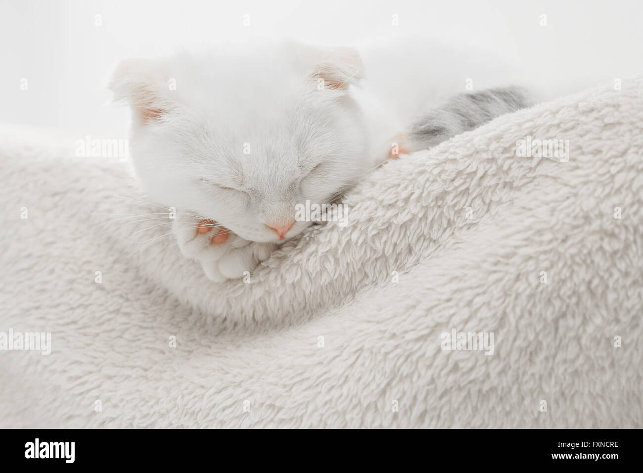 Close up scottish fold hi-res stock photography and images - Alamy