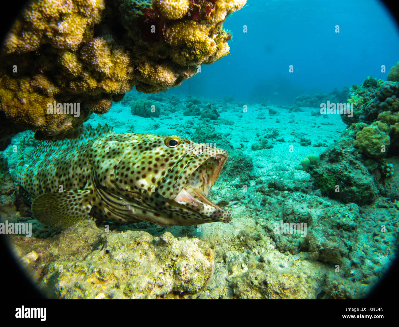 Black Spotted Grouper High Resolution Stock Photography and Images - Alamy