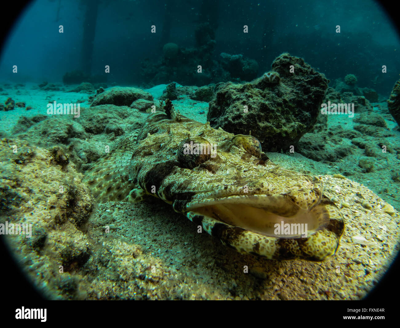 Crocodile fish hi-res stock photography and images - Alamy