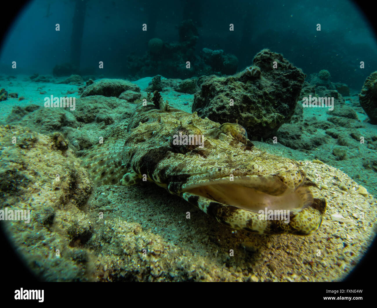 Crocodile fish hi-res stock photography and images - Alamy