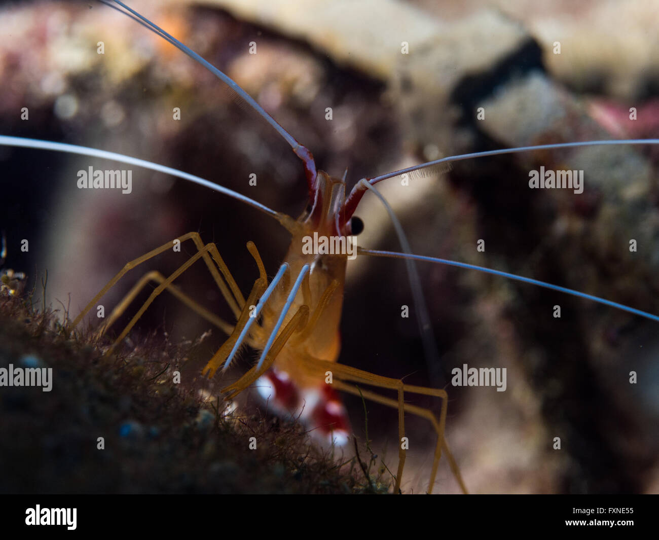 Cleaner shrimp hi-res stock photography and images - Alamy