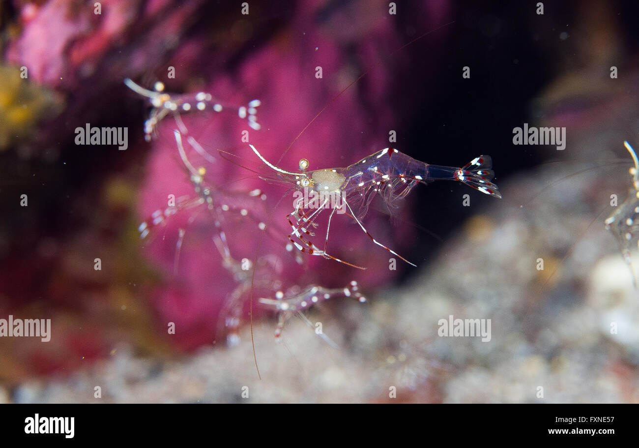 Diving glass hi-res stock photography and images - Alamy