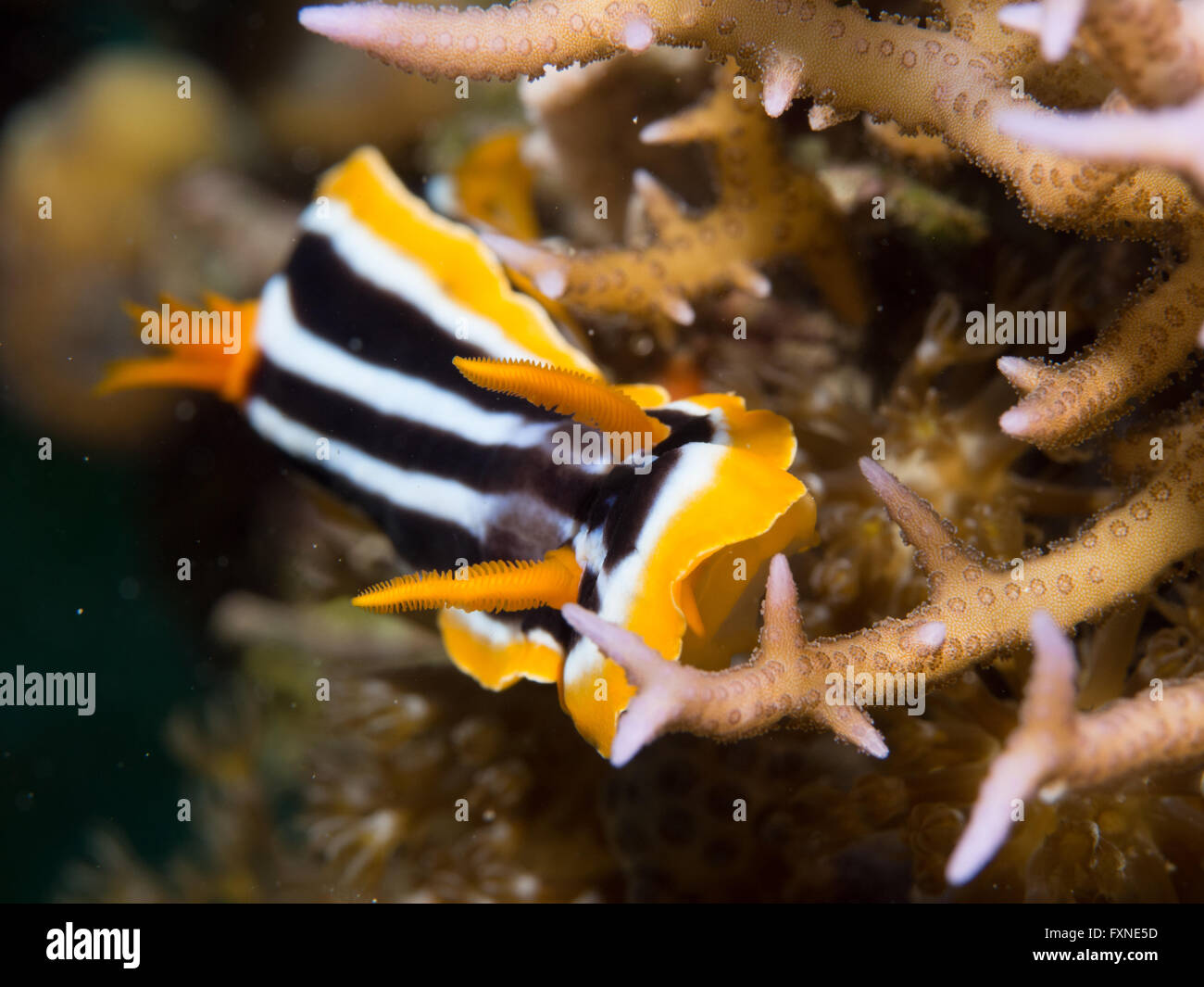 Nudiebranch hi-res stock photography and images - Alamy