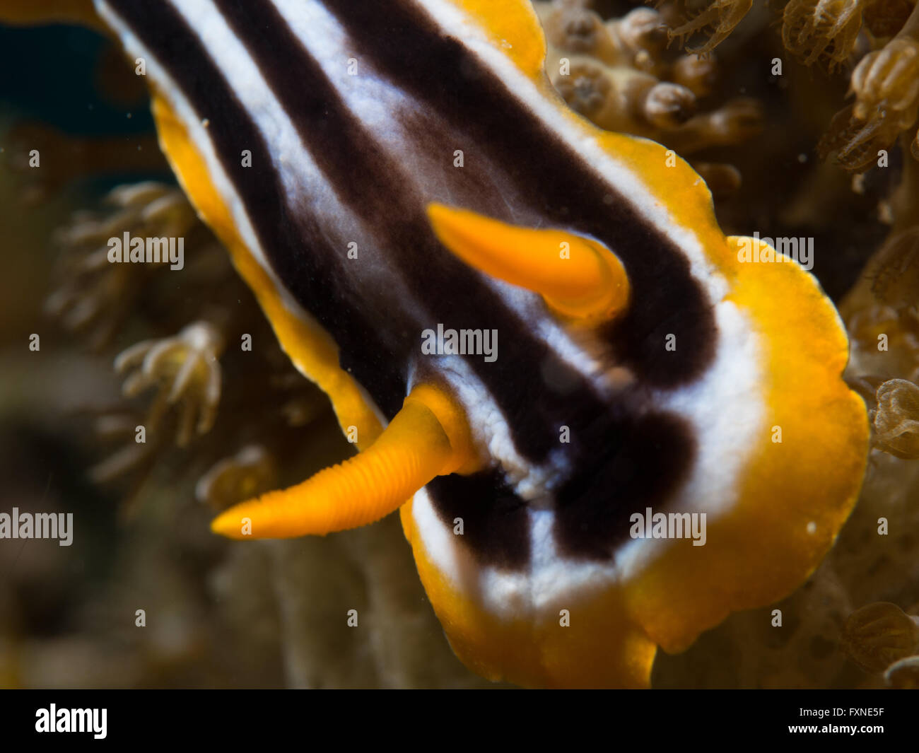 Nudiebranch hi-res stock photography and images - Alamy