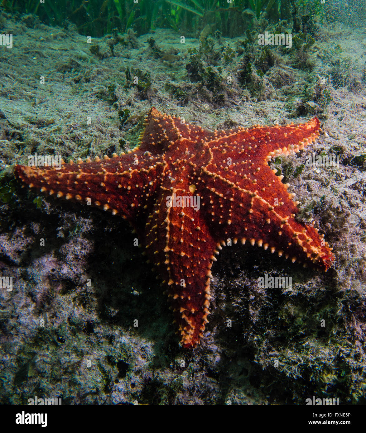 Starfish red hi-res stock photography and images - Alamy