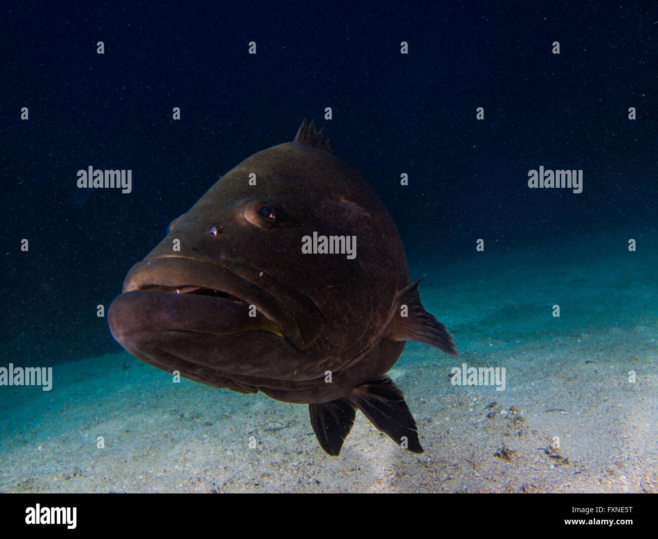 Jardines de la reina grouper hi-res stock photography and images - Alamy
