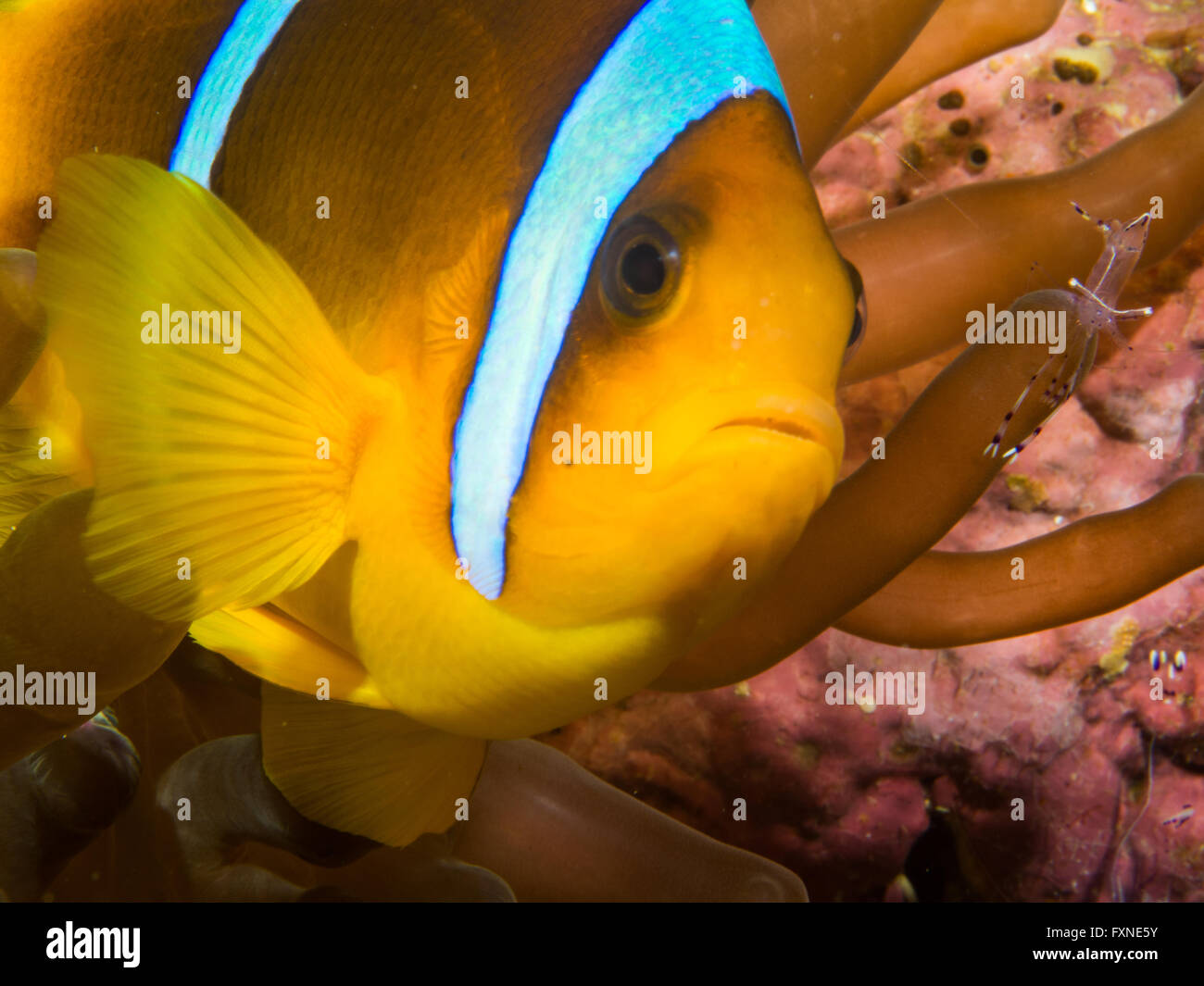 Anemone fish hi-res stock photography and images - Alamy