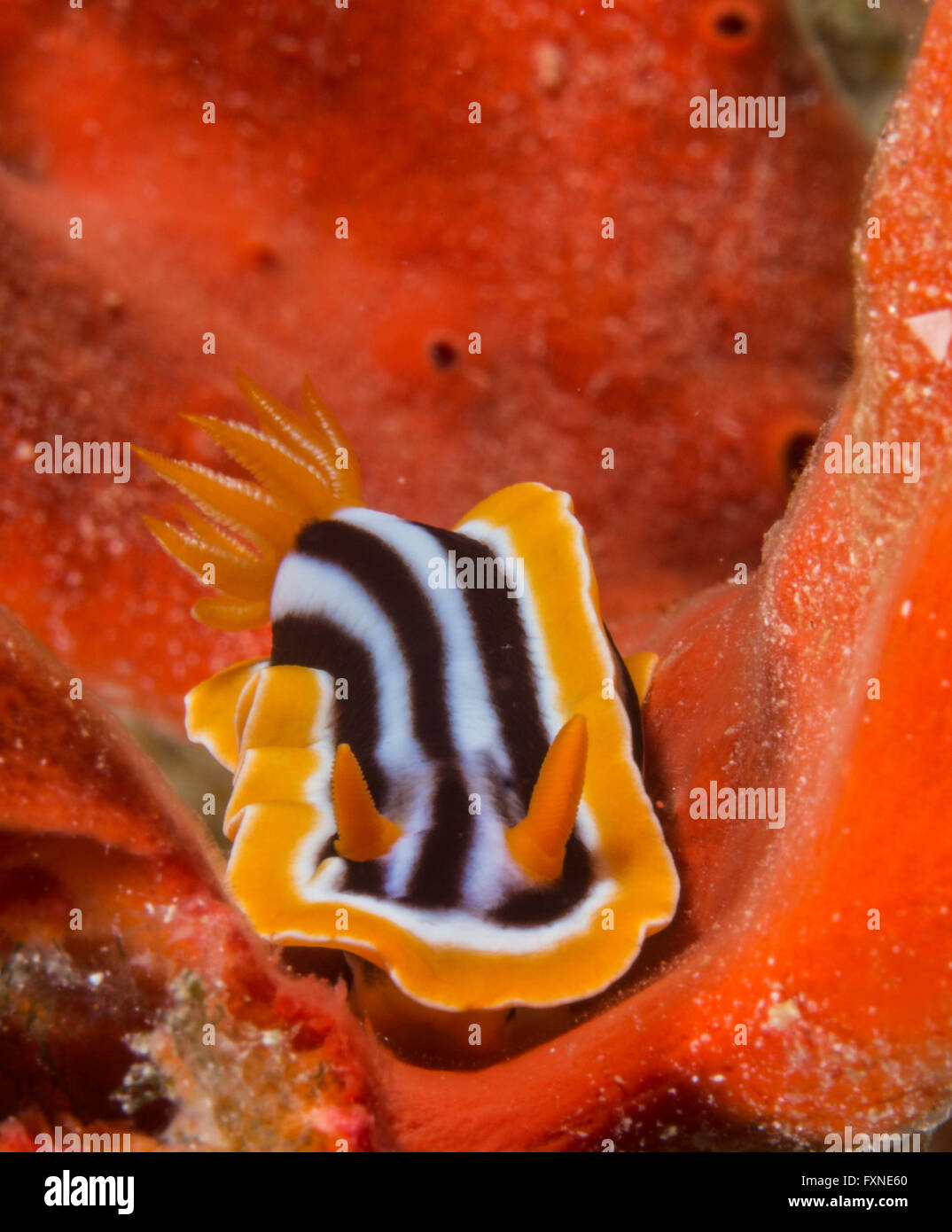 Nudiebranch hi-res stock photography and images - Alamy