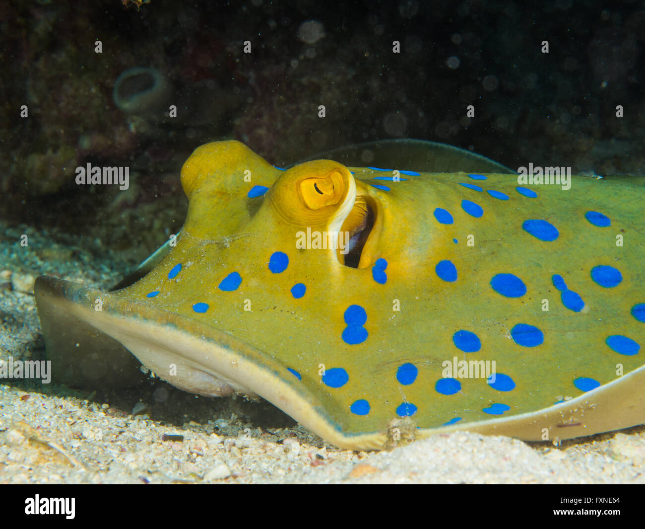 Blue spotted hi-res stock photography and images - Alamy