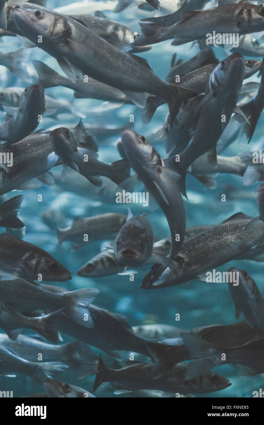 Temperate Bass or Moronidae fish, Loro Parque Aquarium, Tenerife ...