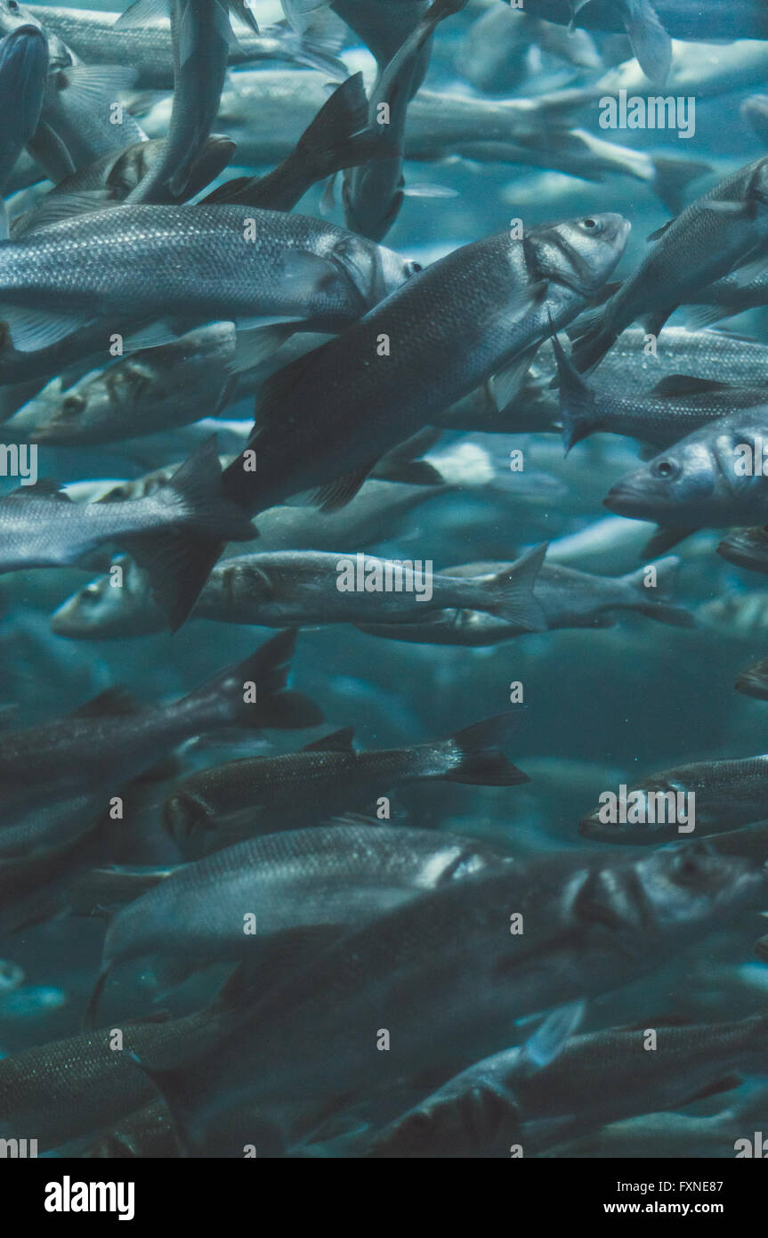 Temperate Bass or Moronidae fish, Loro Parque Aquarium, Tenerife ...