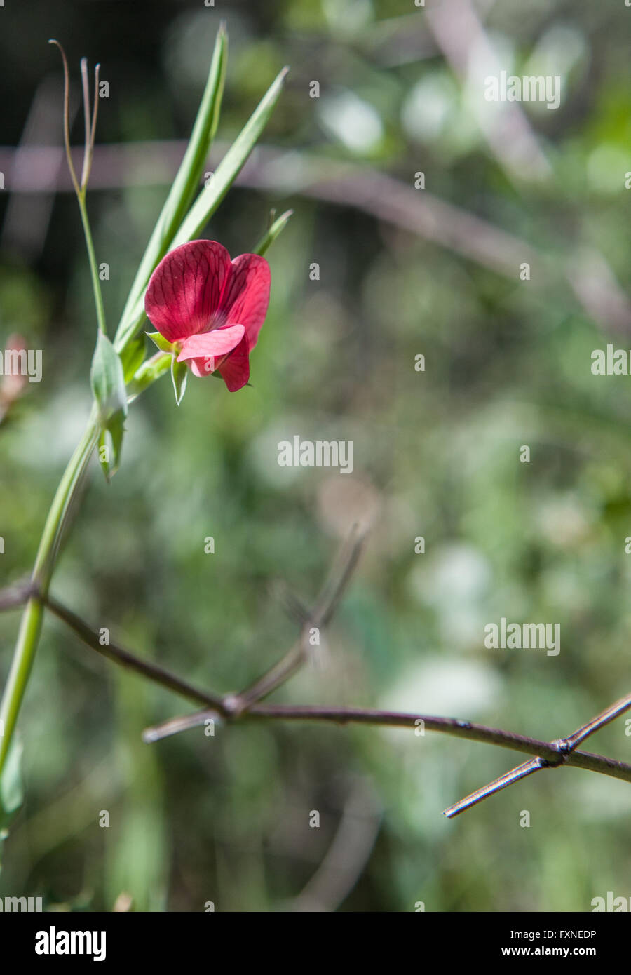 Lathyrus fabaceae hi-res stock photography and images - Alamy