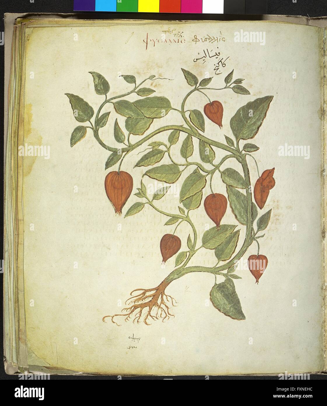 Judenkirsche hi-res stock photography and images - Alamy