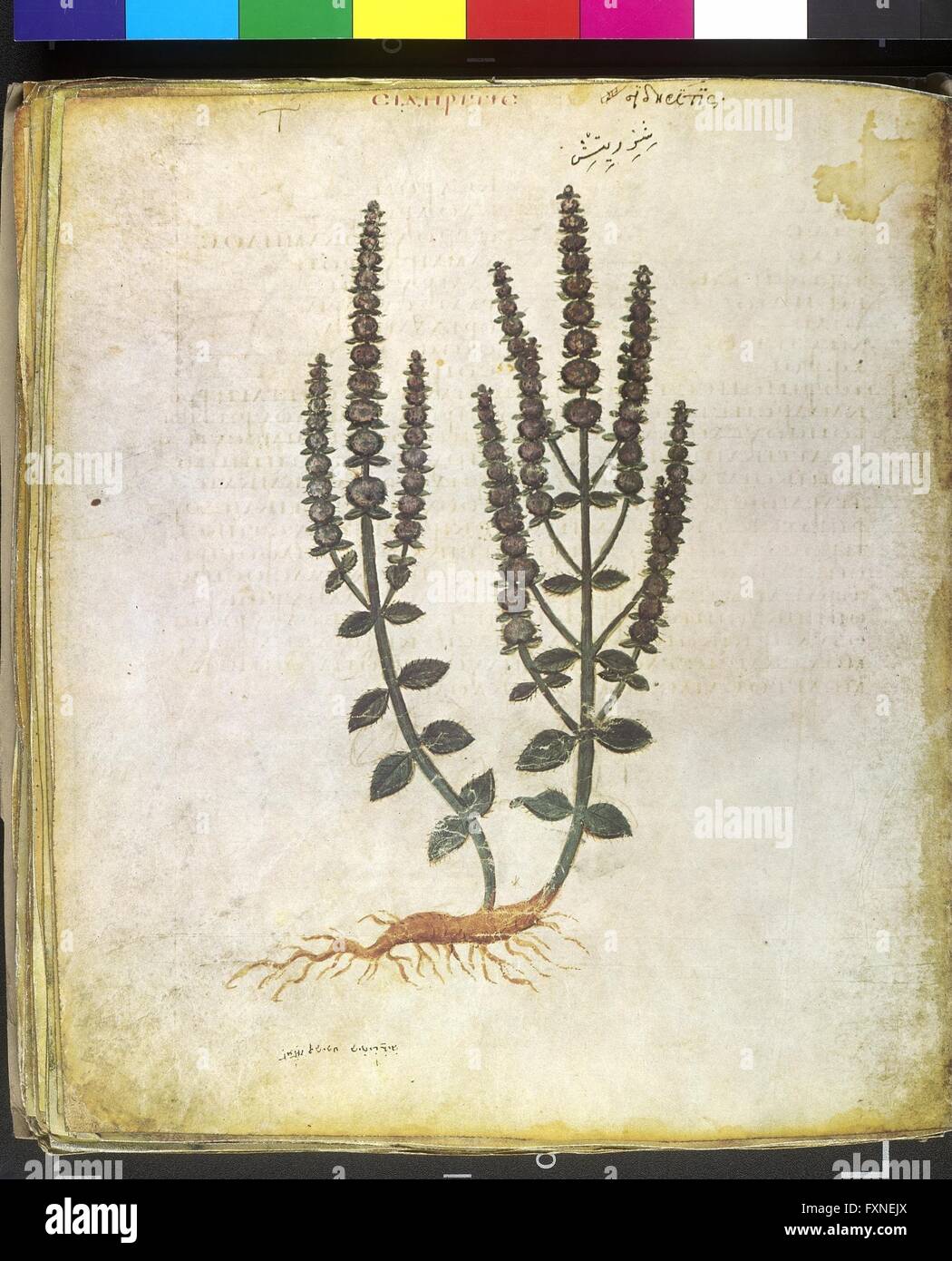 Sideritis Plants High Resolution Stock Photography and Images - Alamy