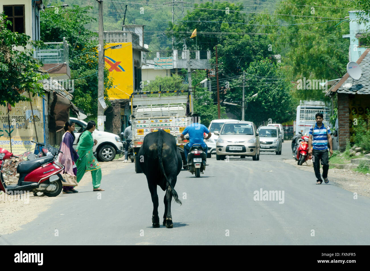 Cow walking along road in traffic, near Dharamsala, Kangra Distict ...