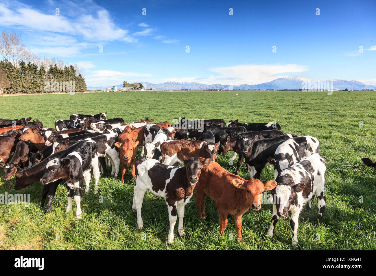 Bobby calves hi-res stock photography and images - Alamy