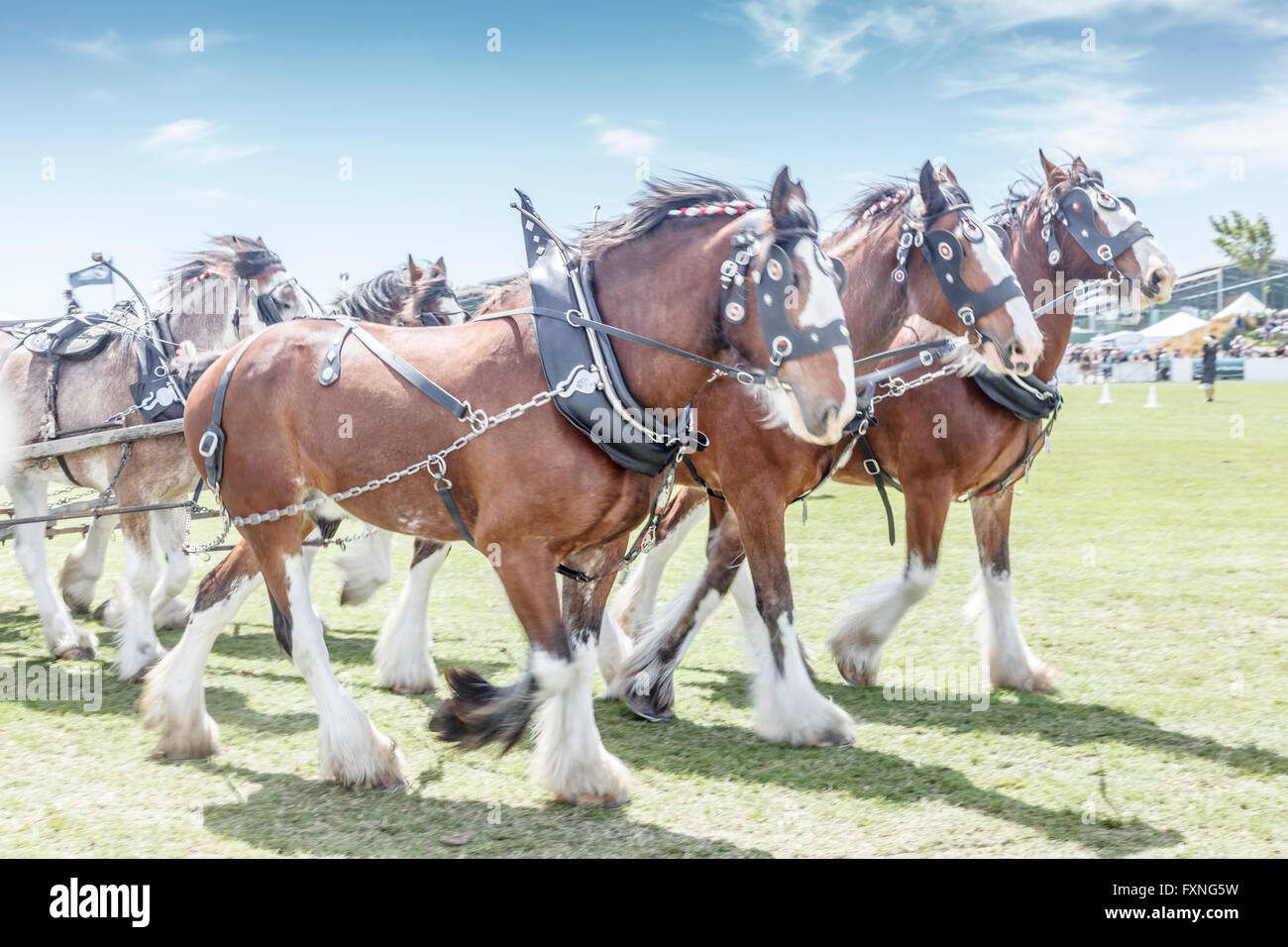 Horse pulling wagon hi-res stock photography and images - Alamy