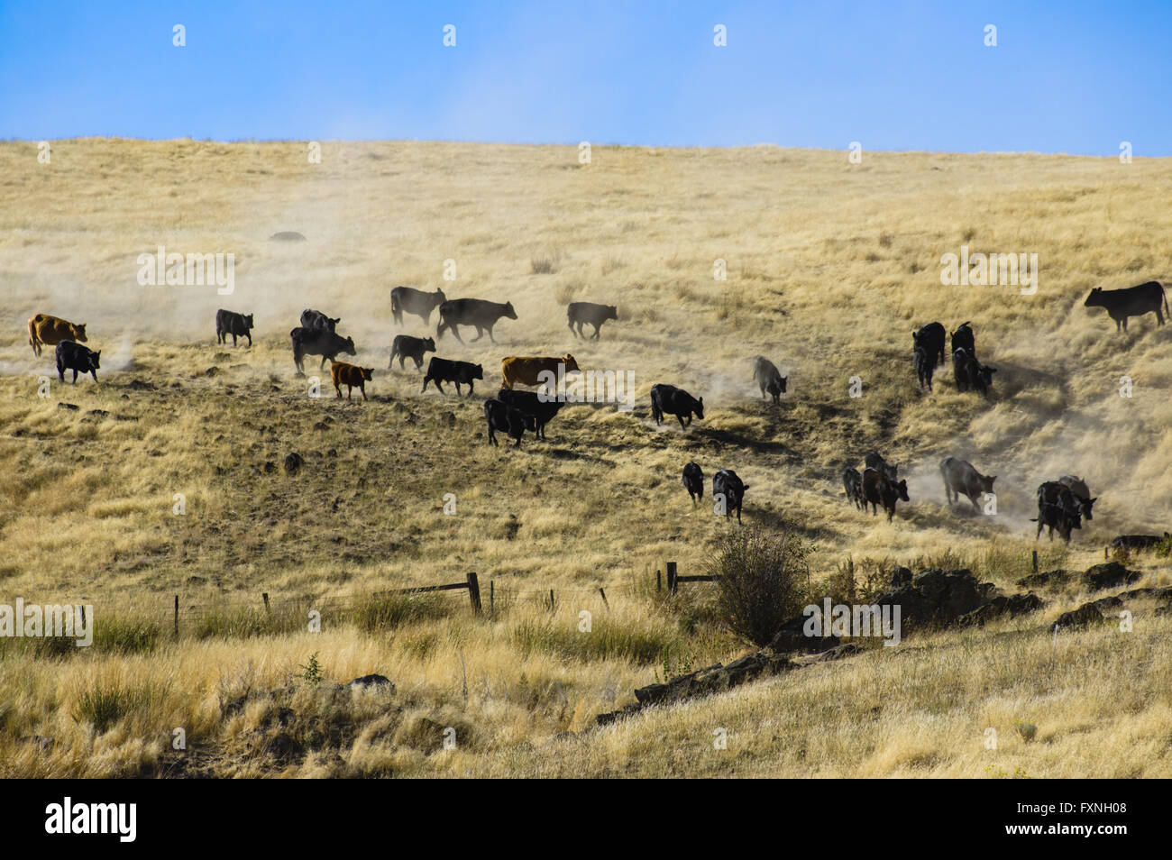Roundup Cattle On Ranch On High Resolution Stock Photography and Images ...