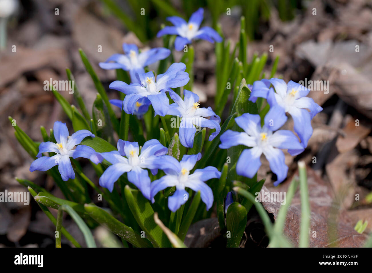 Glory of the snow flowers (Chionodoxa luciliae) native to Turkey - USA ...