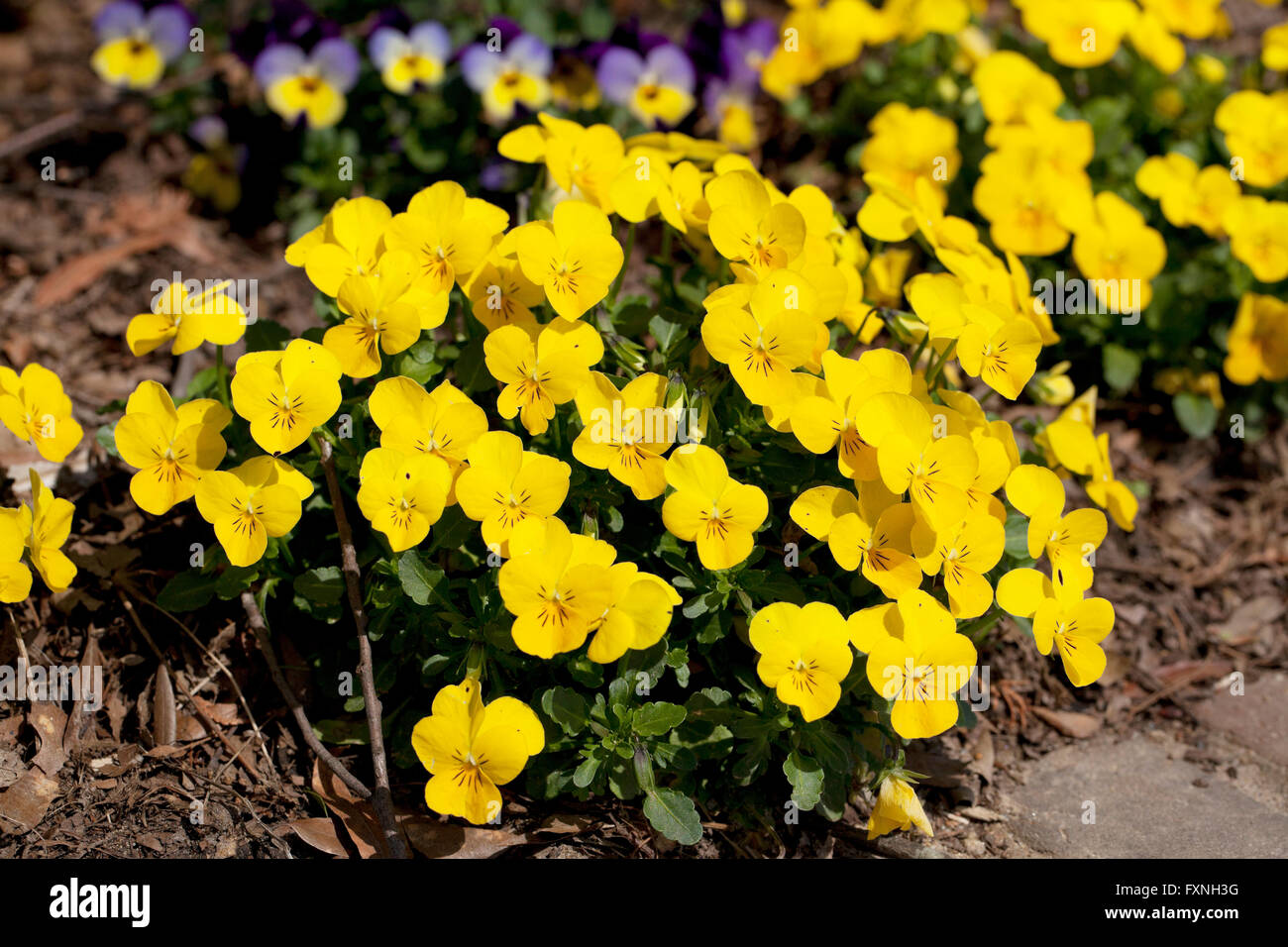Yellow violas hi-res stock photography and images - Alamy