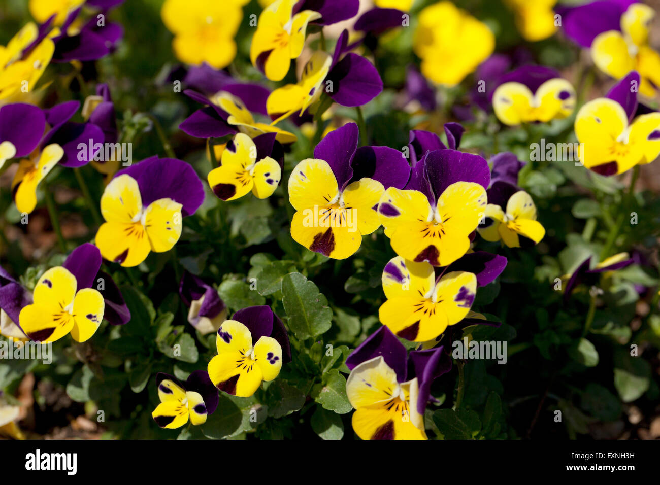 Violas viola hi-res stock photography and images - Alamy