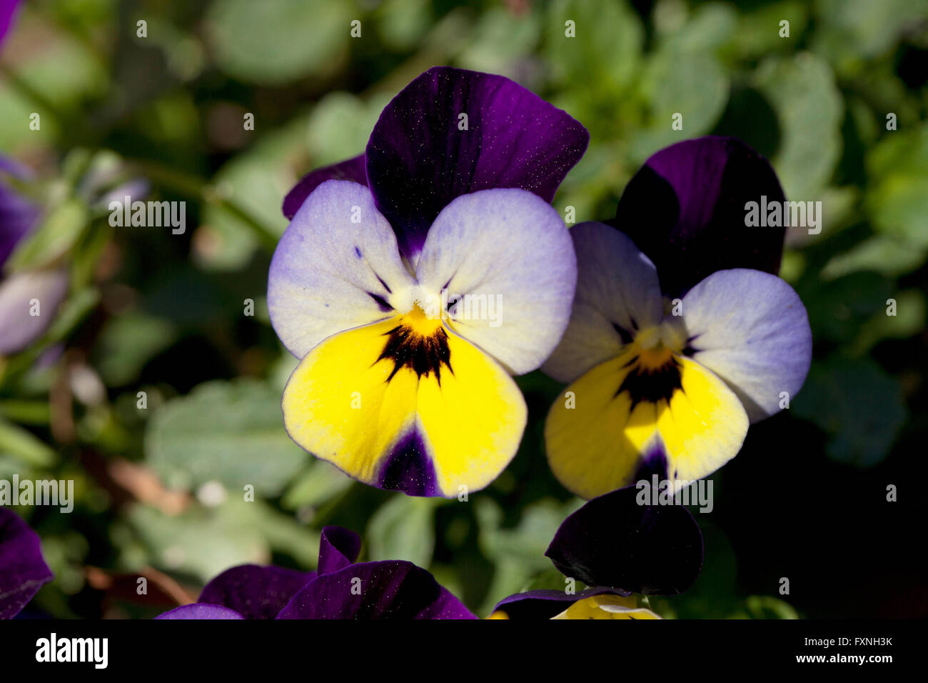 Violas hi-res stock photography and images - Alamy