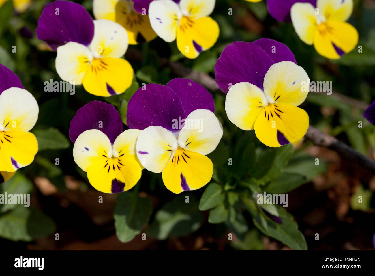 Violas flower hi-res stock photography and images - Alamy